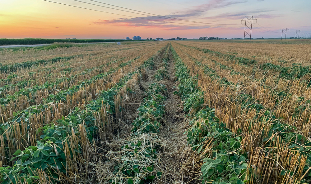 Relay Cropping Experimentation Shows Promise